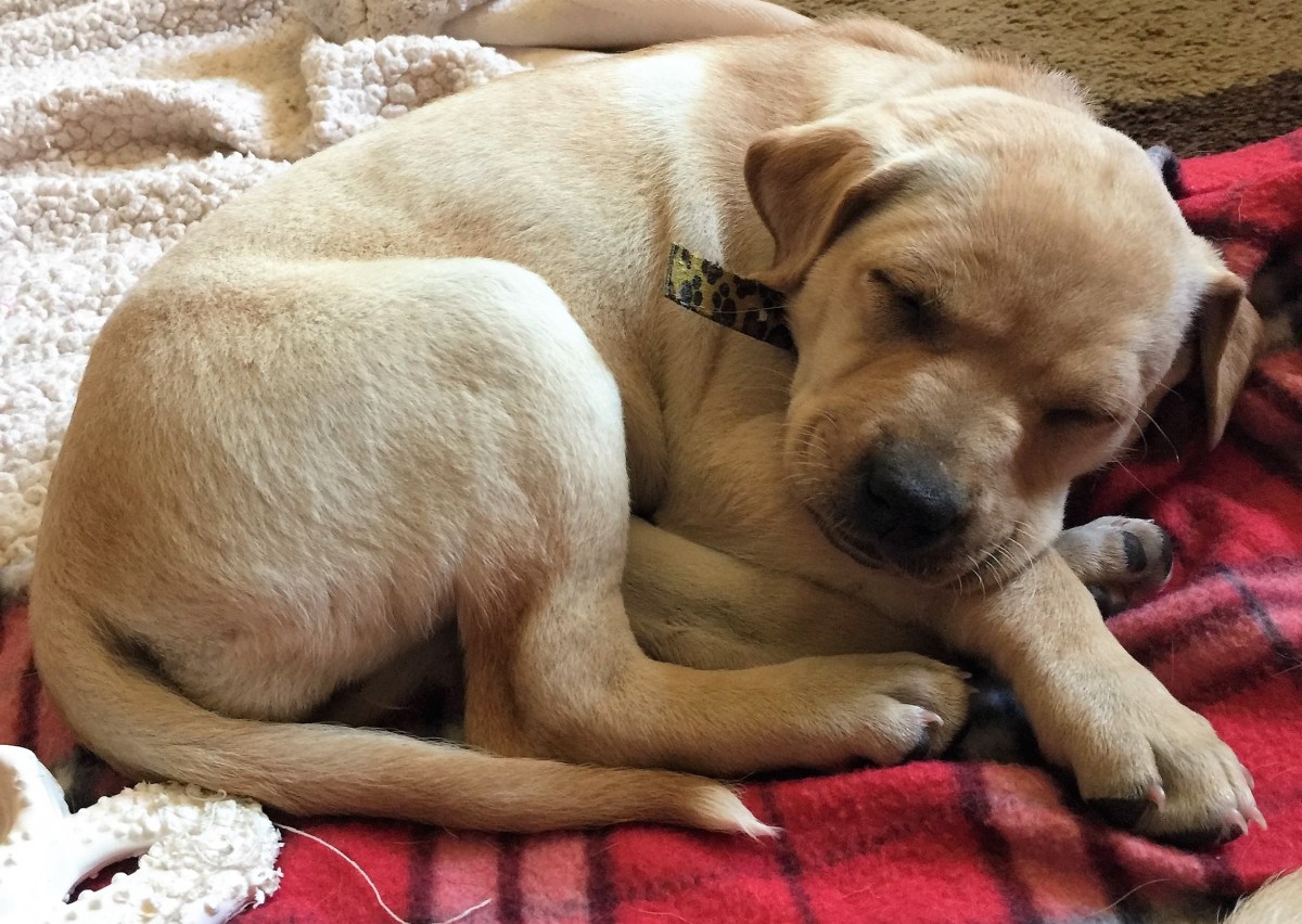 The Strength of Developer | Strength in Our Stories